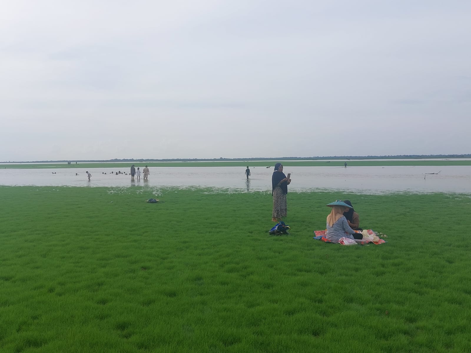 Keindahan Daratan Hijau Danau Semayang yang Muncul Beberapa Tahun ...