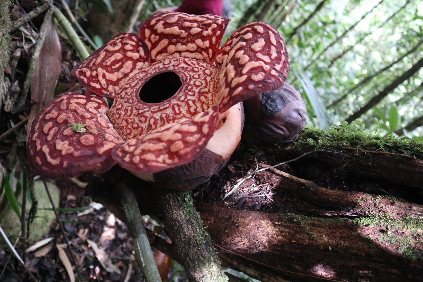 Anomali Rafflesia Pricei di Kayan Mentarang: Mekar Dekat Kampung ...